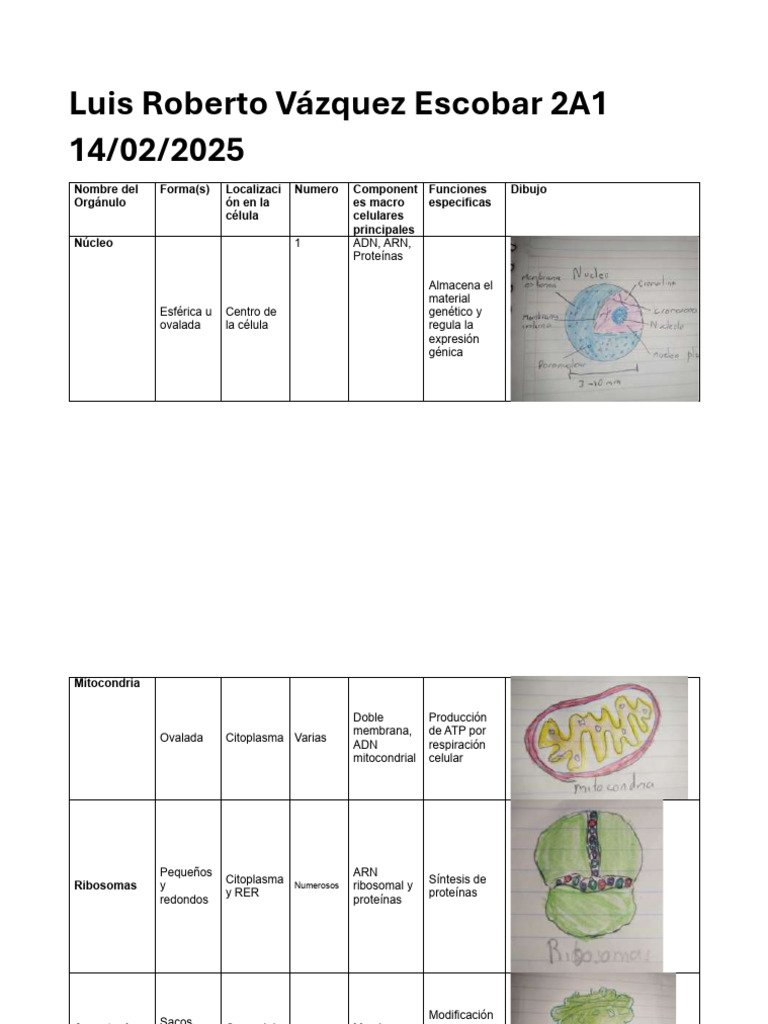 Luis Roberto Vazquez Escobar Trabajo Histologia Entrega 14 de Febrero | PDF | Citoplasma ...