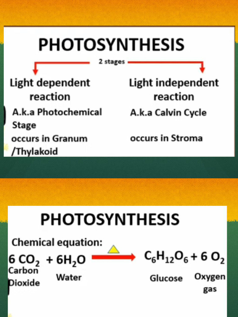 Photosynthesis Parts of Synthesis | PDF
