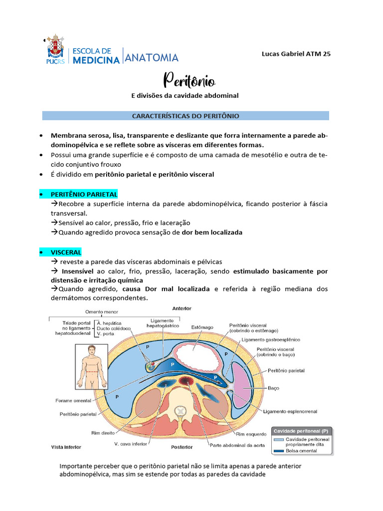 Anatomia e Funções do Peritônio | PDF | Estômago | Abdômen