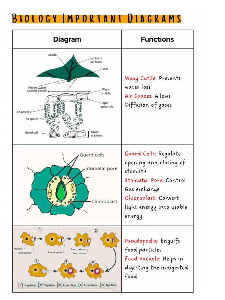 Bio Drawing | PDF