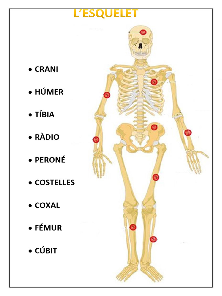 Esquelet Treball Electricitat | PDF