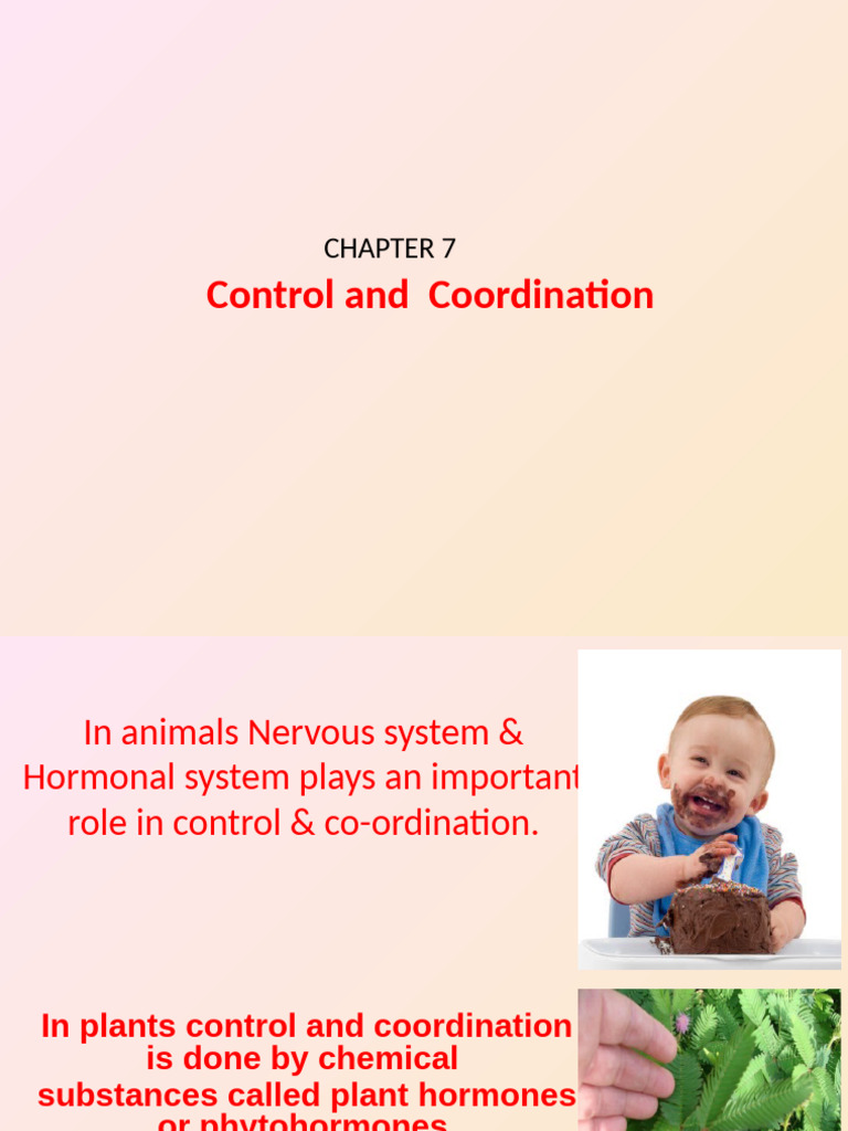 Class X Chapter 7 Control & Co-Ordination (2) | PDF | Neuron | Nervous ...