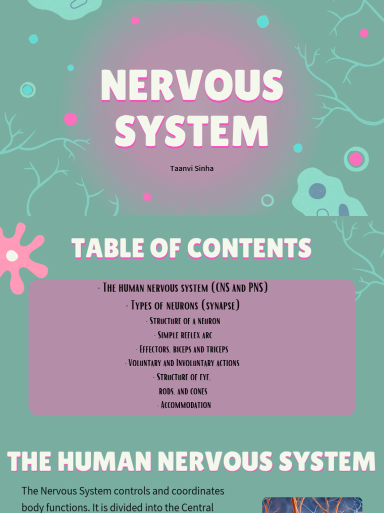 Nervous System | PDF | Nervous System | Neuron