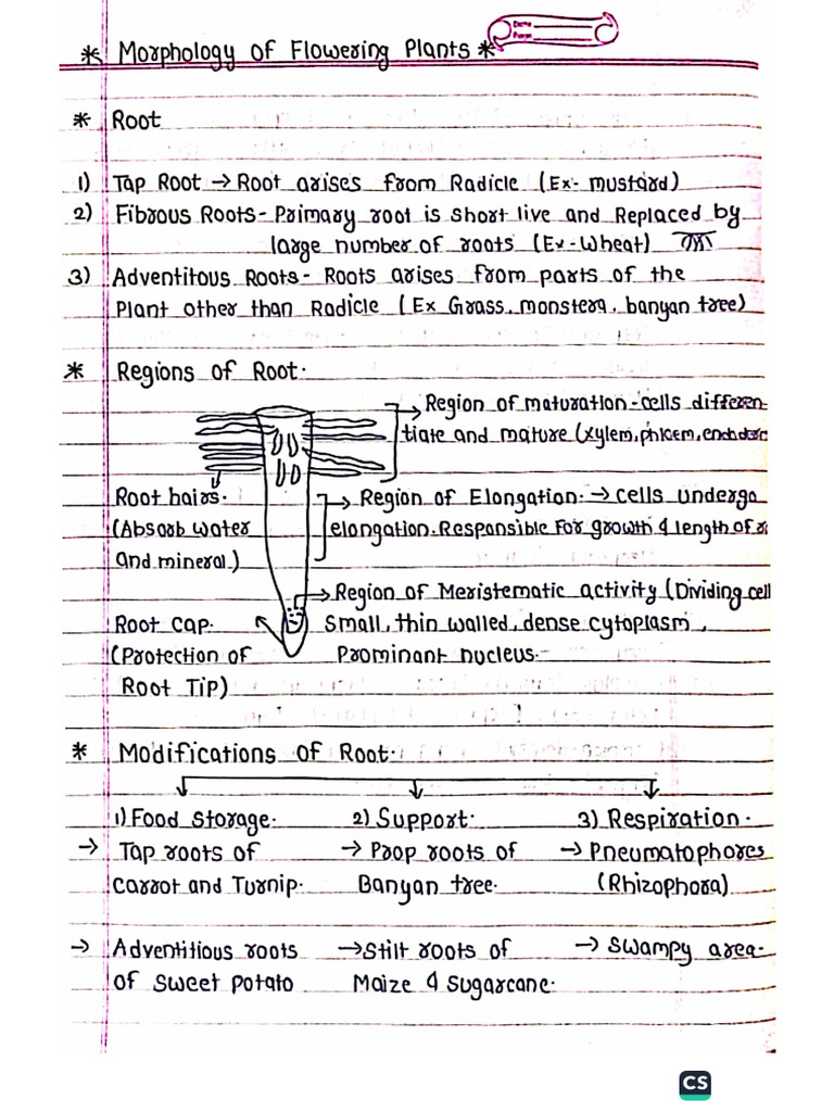 morphology-of-angiosperms | PDF