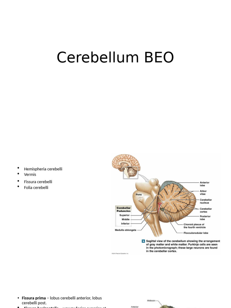 Cerebellum BEO | PDF