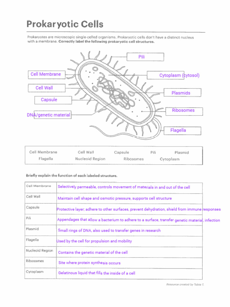 Prokaryotic & Eukaryotic Diagram Handout KEY | PDF | Cell (Biology ...