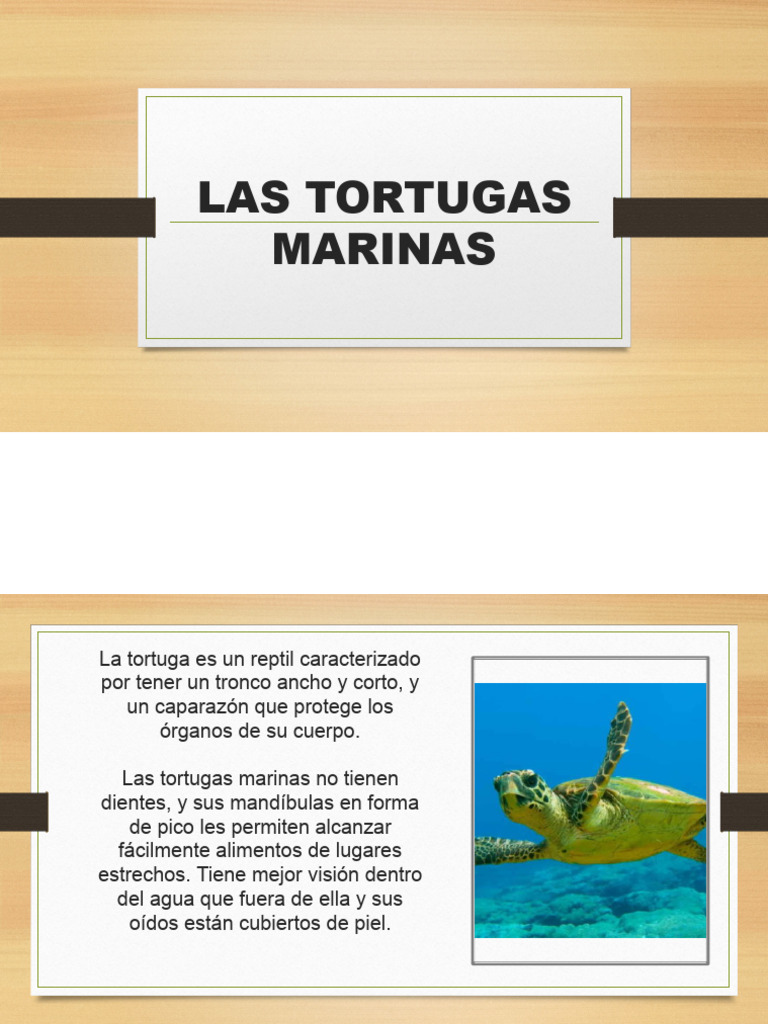LAS TORTUGAS .pptx | PDF