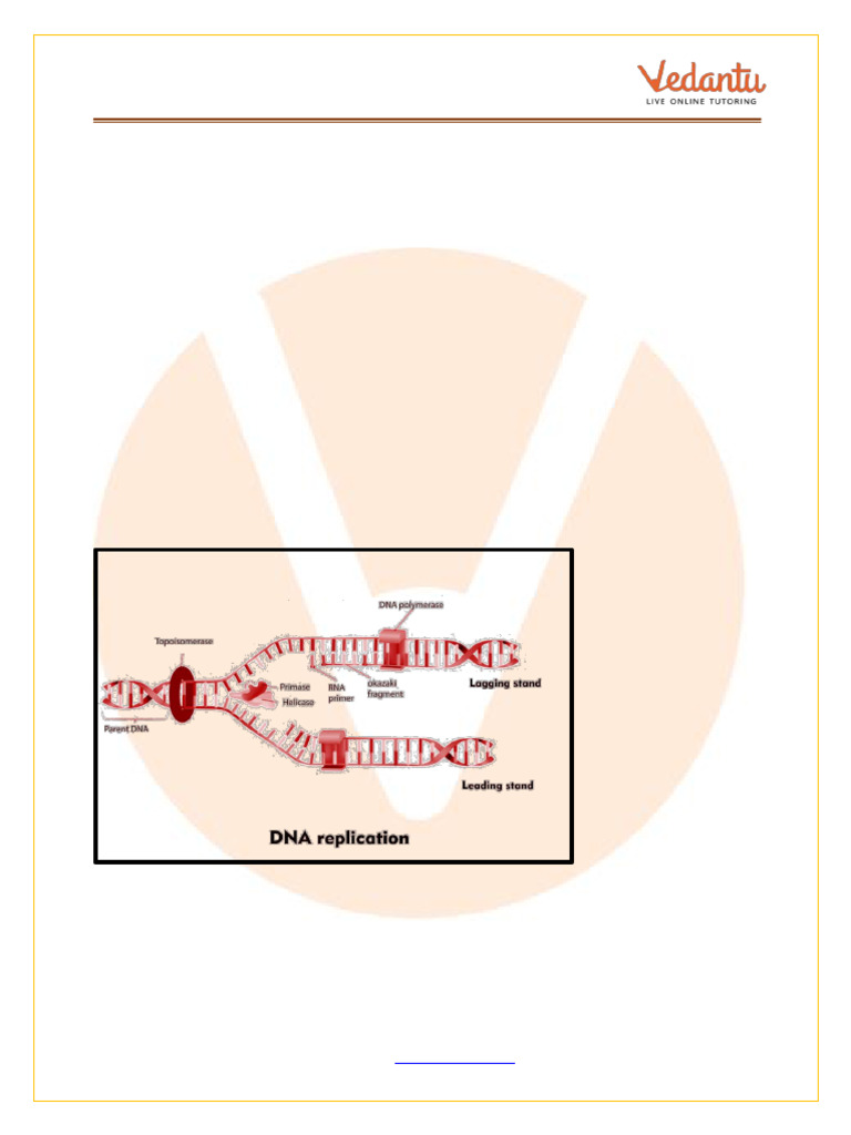 Ncert Solutions Class 10 Science Chapter 8 | PDF | Reproduction ...