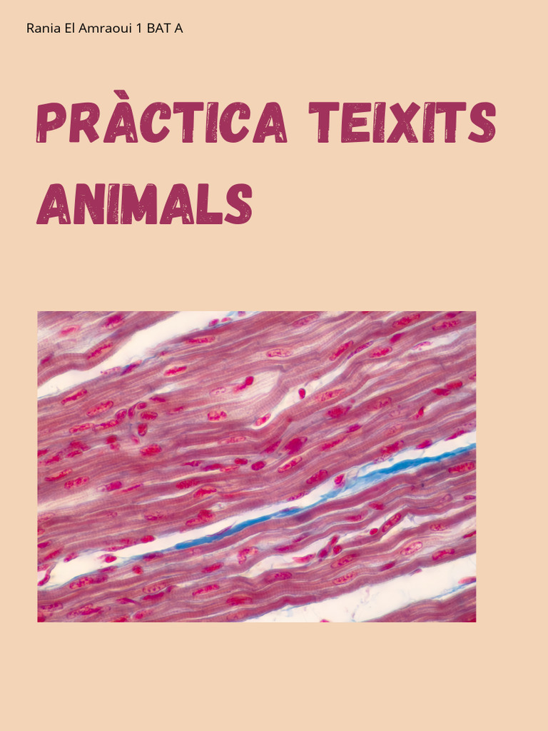 Pràctica Teixits Animals | PDF