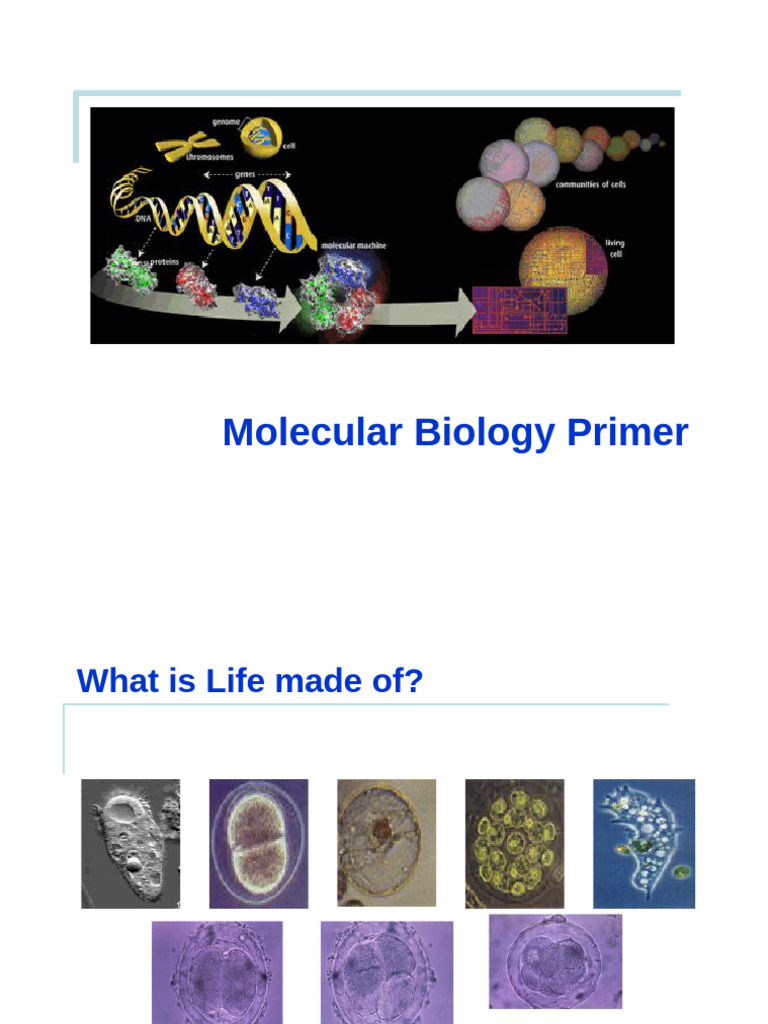 B11 | PDF | Rna | Dna