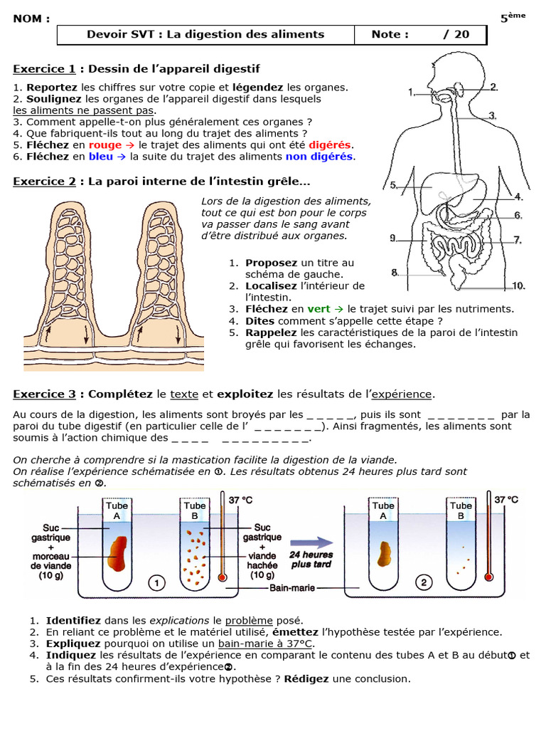 Devoir SVT : La digestion des aliments 5ème | PDF | Tractus gastro ...