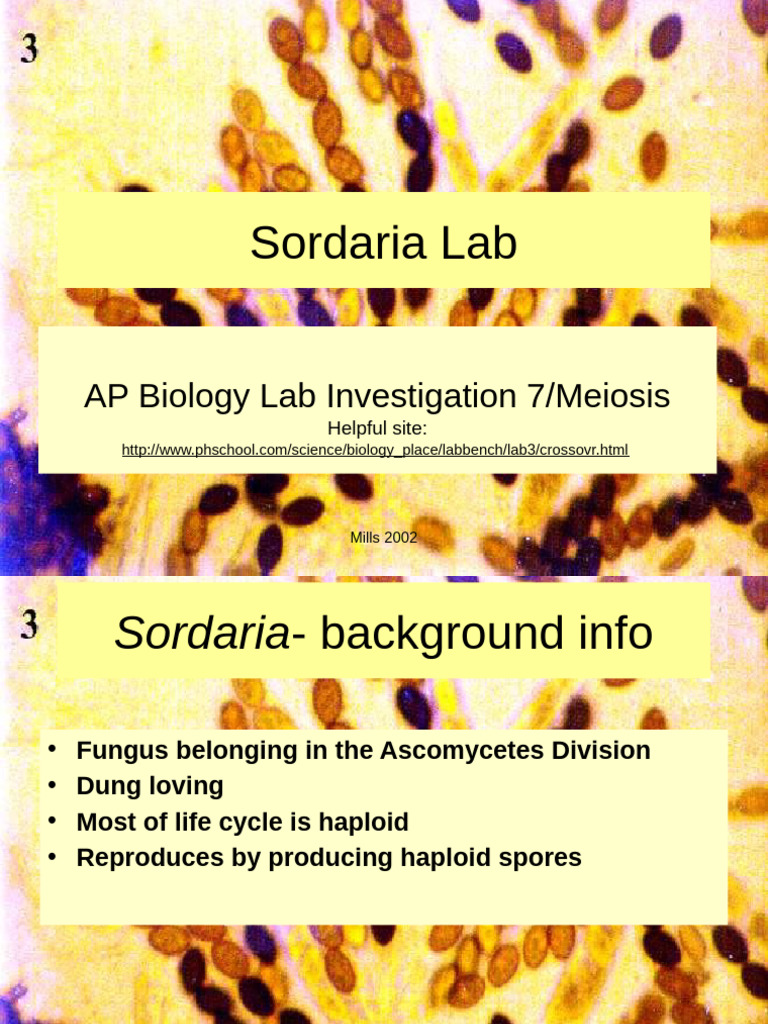 AP Bio Meiosis Sordaria Lab Notes | PDF | Ploidy | Meiosis