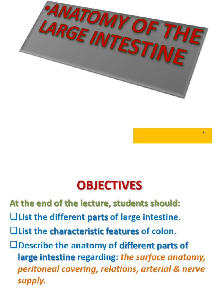 6 - Anatomy of Large Intestine | PDF | Large Intestine | Pelvis