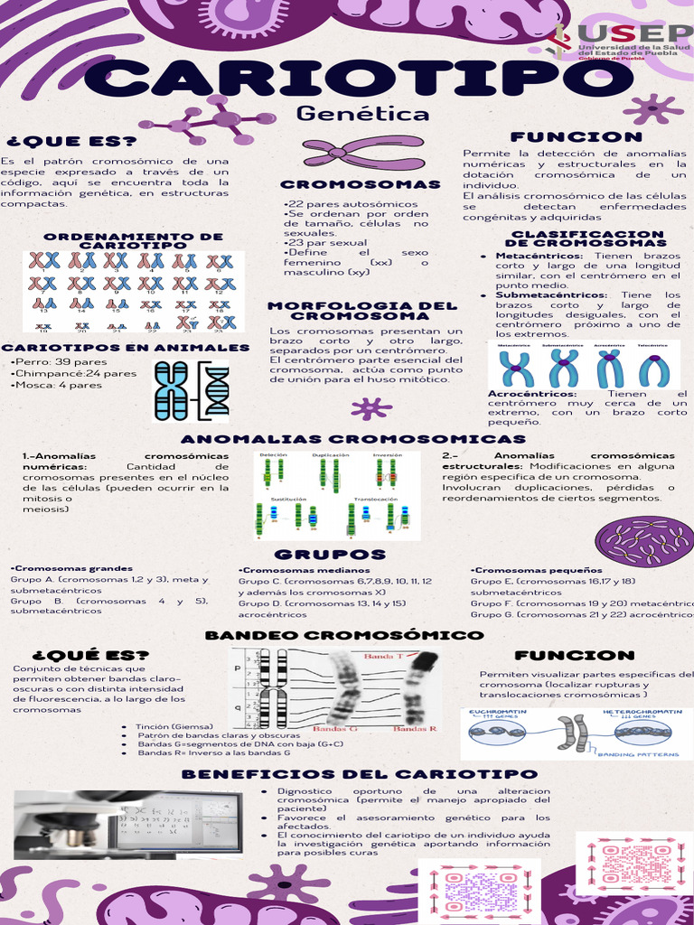 Infografía Biogenética de Cariotipos | PDF | Cromosoma | Cariotipo