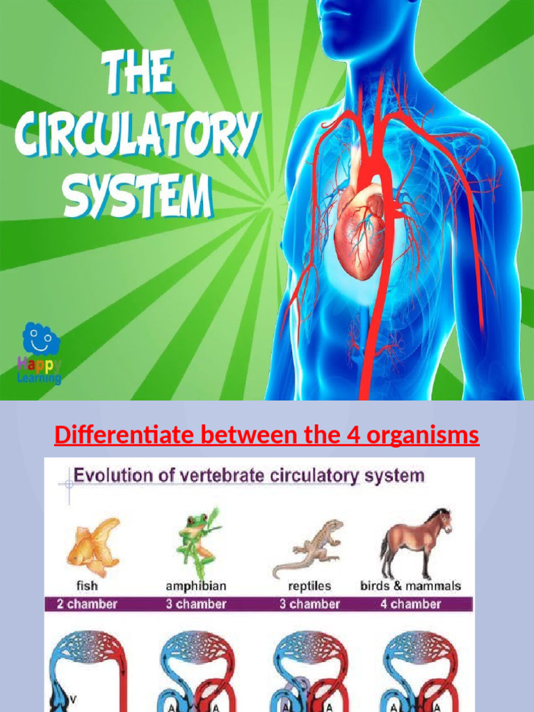 5.chapter 30 Lesson 2 Heart and Circulation (Autosaved) | PDF | Heart ...