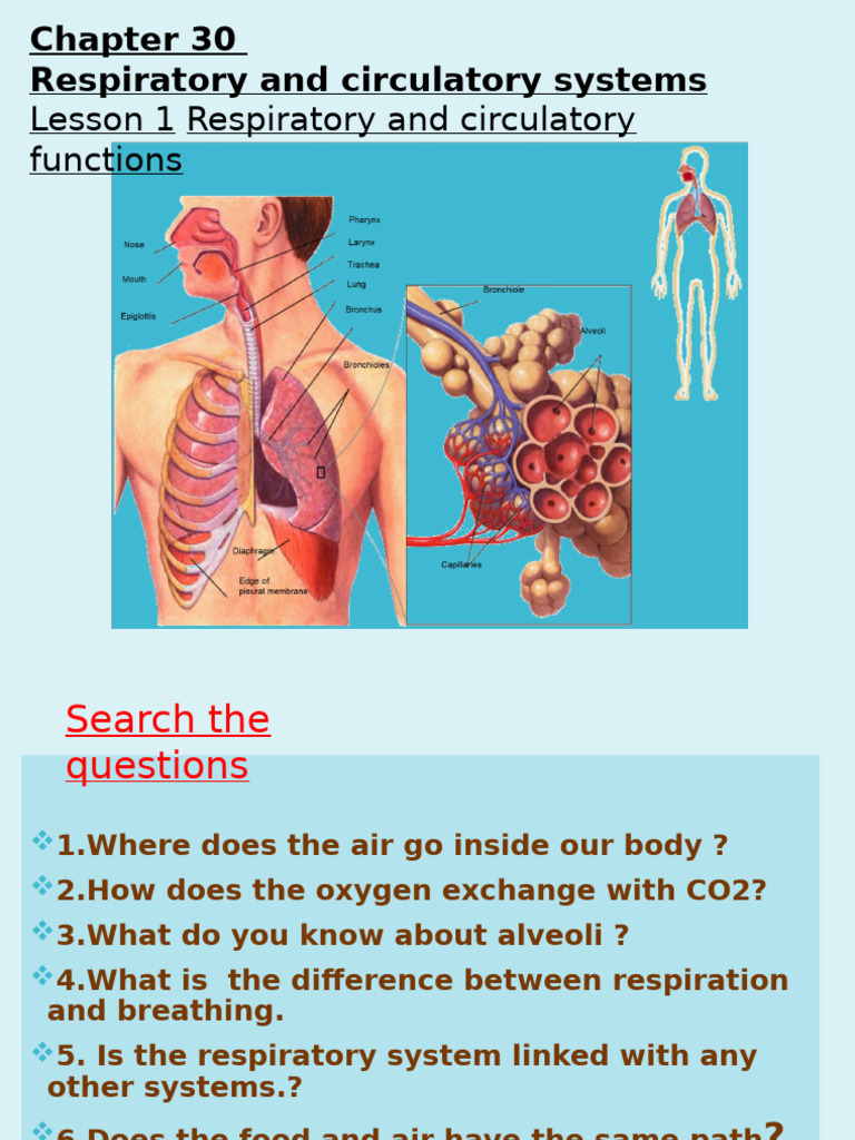 4.chapter 30 Lesson 1 Respiratory System | PDF | Lung | Respiratory System