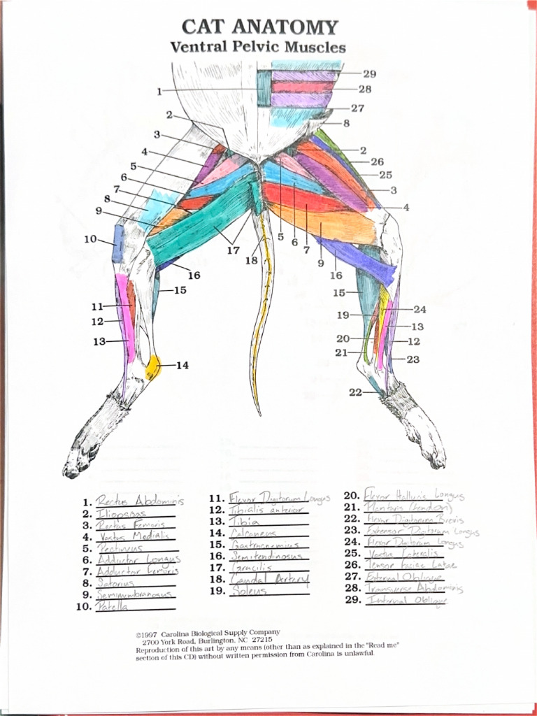 CAT ANATOMY | PDF