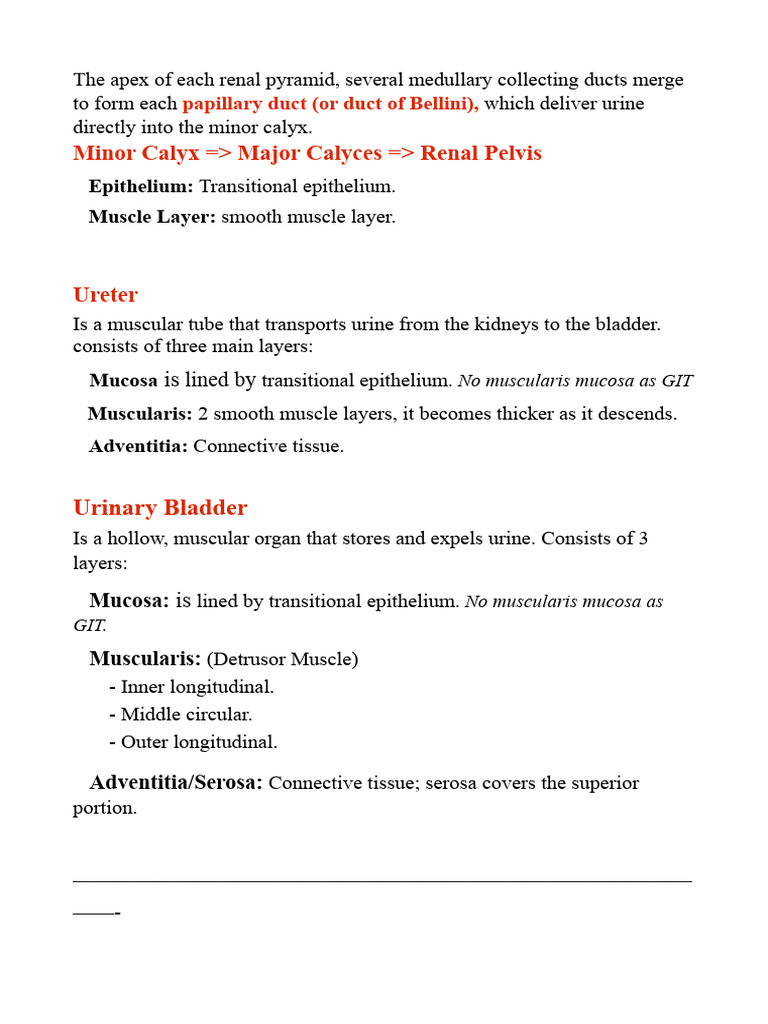 Structure and Function of Renal Calyces | PDF