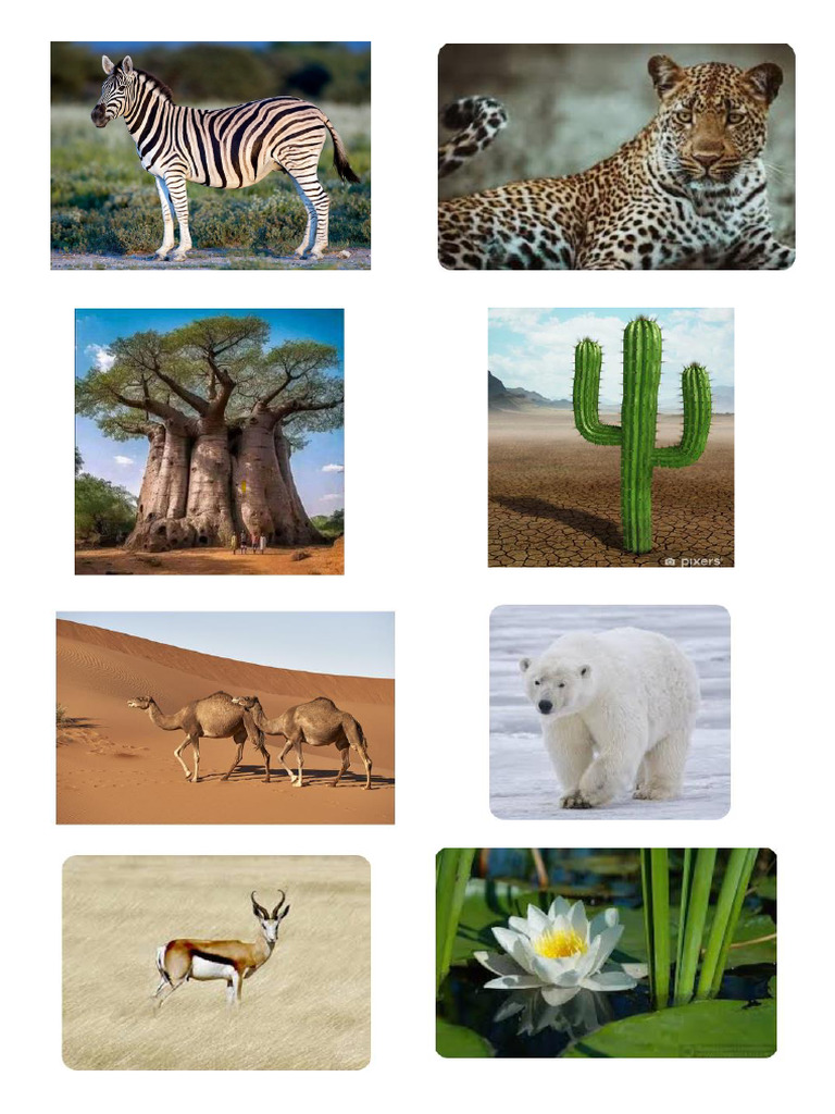 Carti Animale | PDF