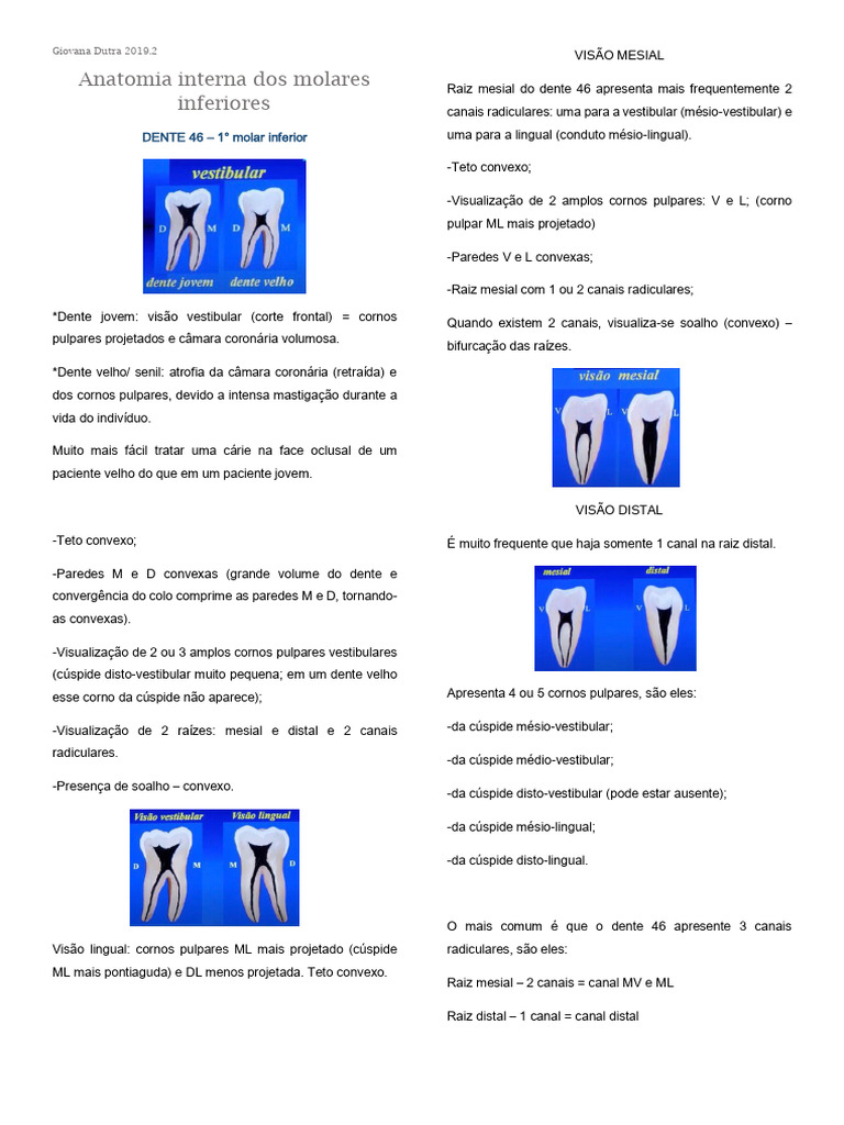Anatomia Interna do Dente 46 | PDF | Dente humano | Áreas da odontologia