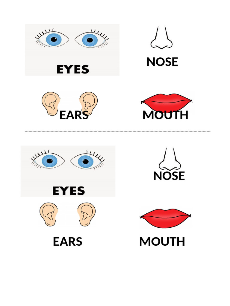 Parts of the face | PDF