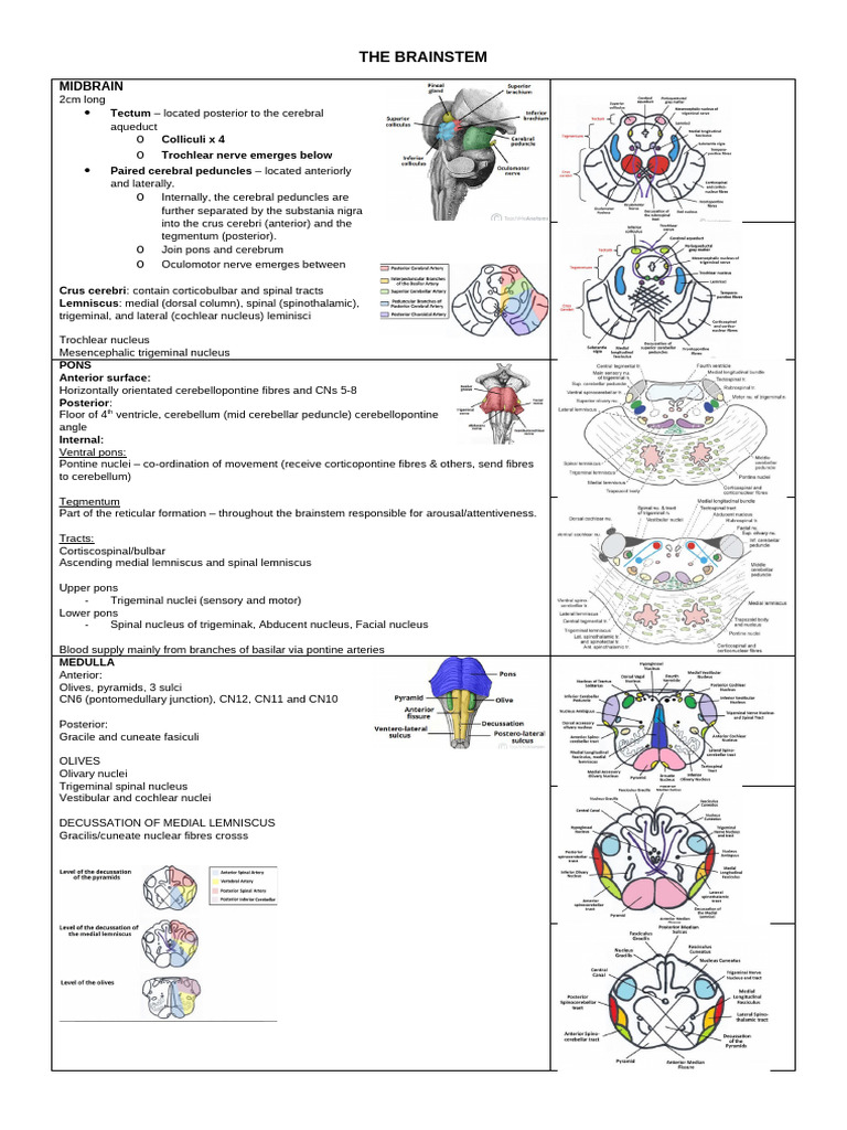 Neuroanatomy Brainstem | PDF | Brainstem | Nervous System