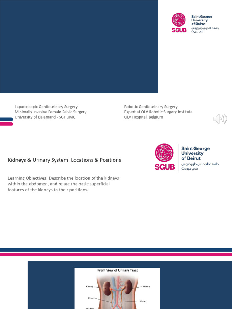 2. kidney and retroperitoneum | PDF | Kidney | Urinary System