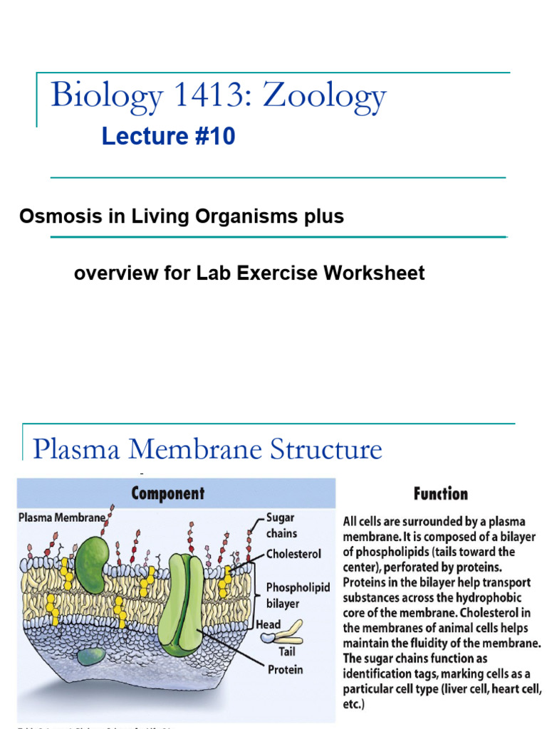 Osmosis in Living Organisms Lab Guide | PDF | Cell Membrane | Osmosis