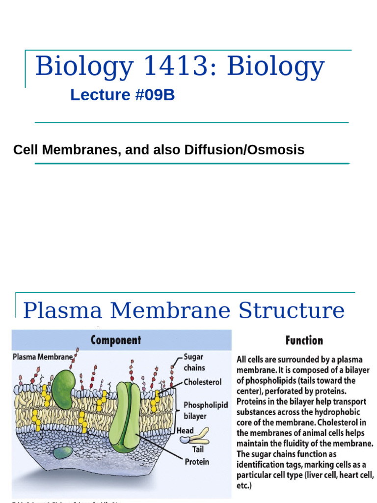 9B - Cell Membranes & Diffusion (Osmosis) | PDF | Cell Membrane | Osmosis