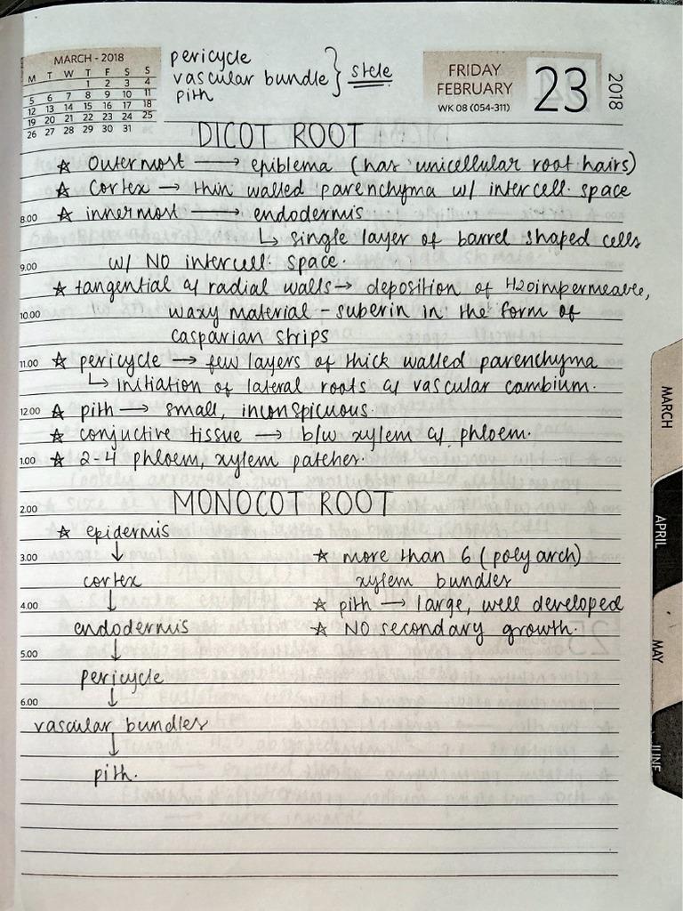 Anatomy of Flowering Plants Ncert Notes | PDF