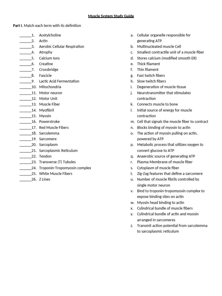 Muscle System Study Guide | PDF | Skeletal Muscle | Muscle Contraction