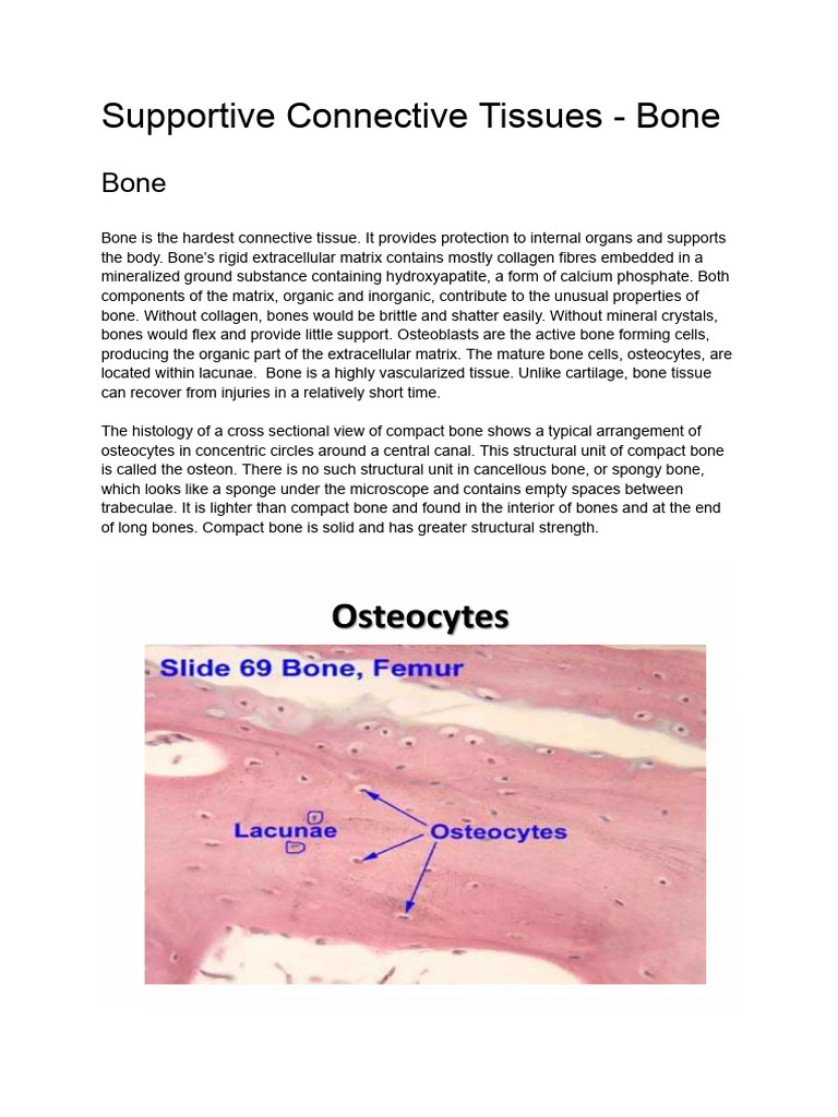 Supportive Connective Tissues - Bone | PDF