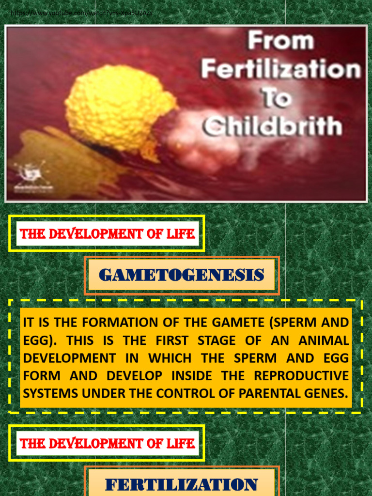Quarter 3 Lesson 4 Life | PDF | Fertilisation | Placenta