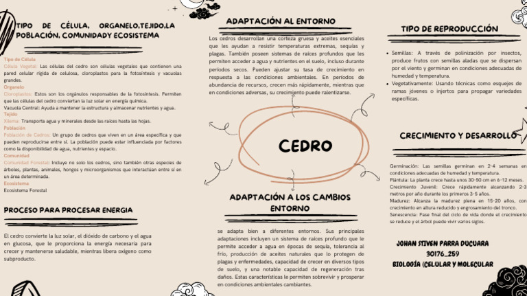 Mapa Conceptual de Germinación del Cedro | PDF | Germinación | Semilla