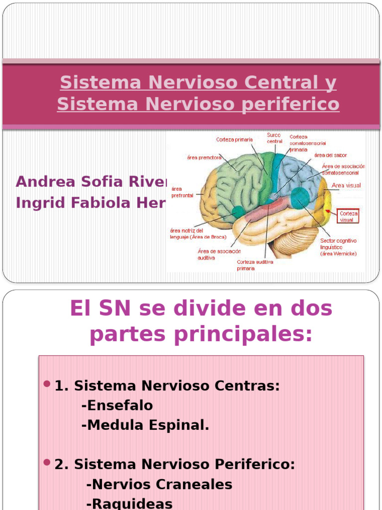 Expo Neuro Cap 1 | PDF | Cerebro | Cerebelo