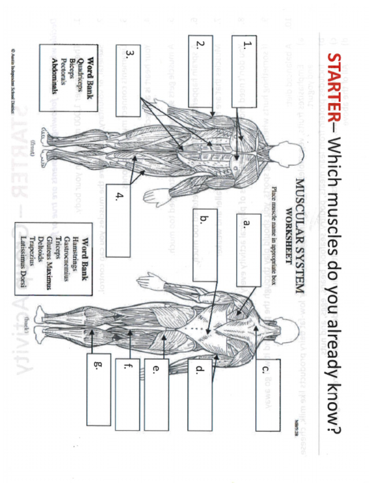 Blank Muscles Worksheet | PDF