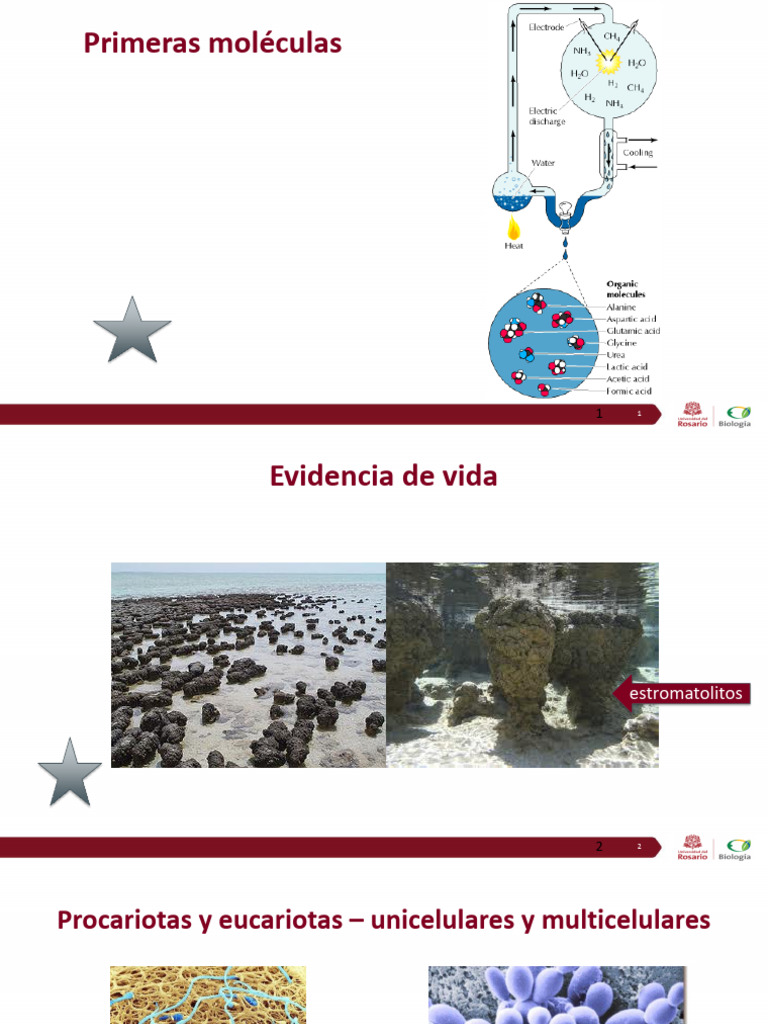 T3. Teoría Endosimbiótica - Temas A Exponer | PDF