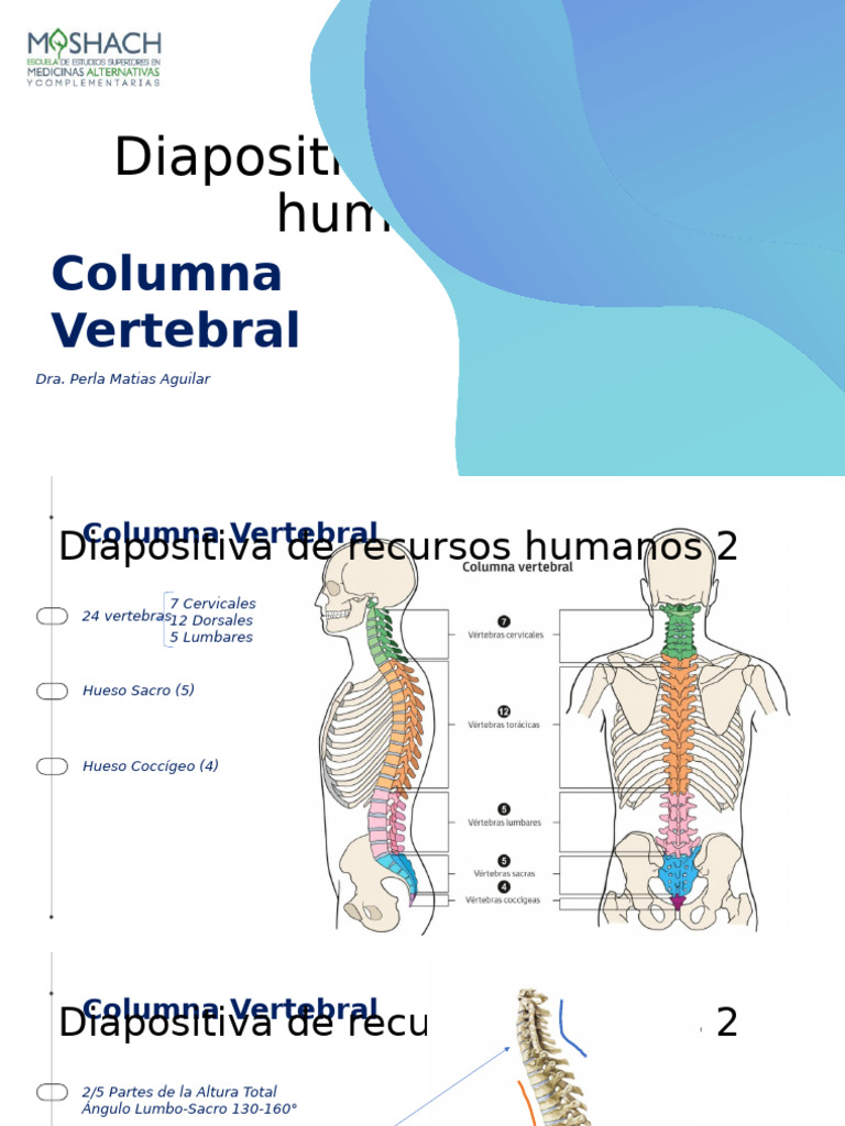 Anato Columna Vertebral | PDF | Vértebra | La columna vertebral