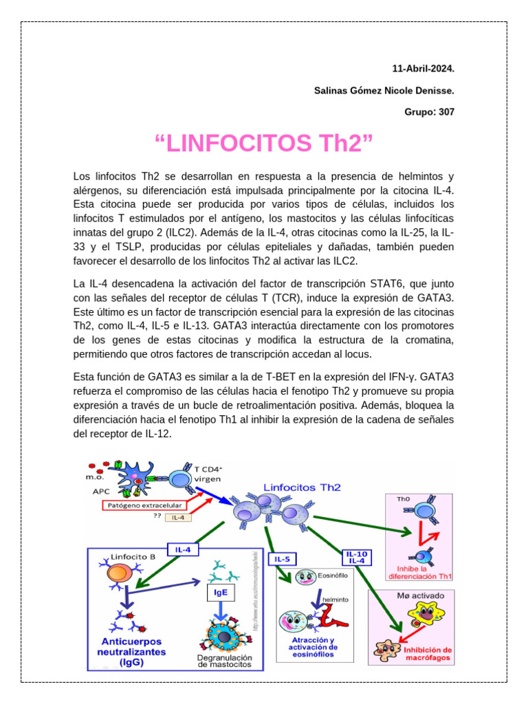 RESUMEN DE LOS LINFOCITOS Th2 | PDF | Citocina | T Helper Cell