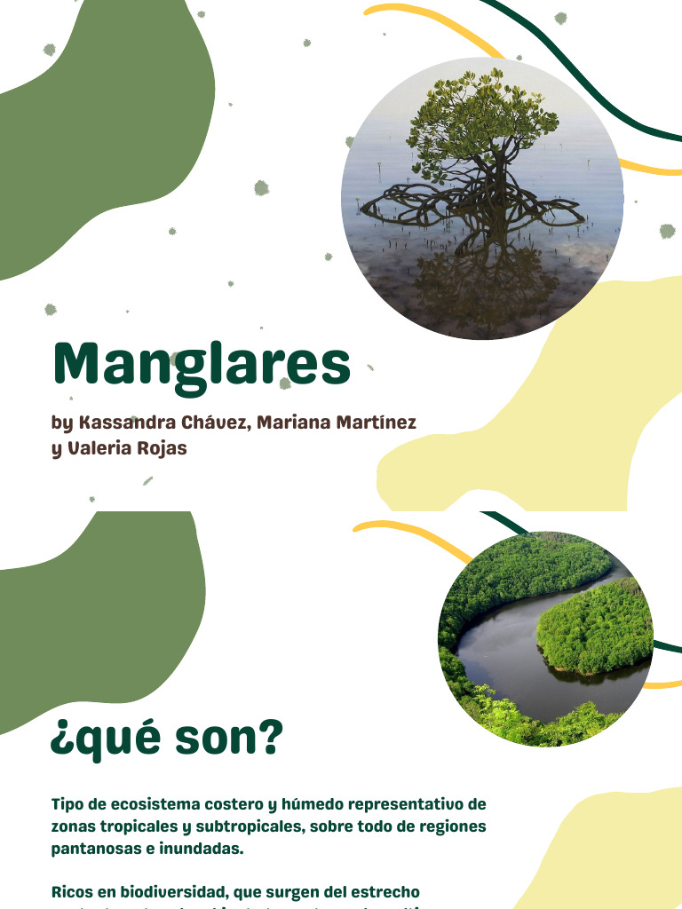 Importancia y características de los manglares | PDF | Mangle | Mar