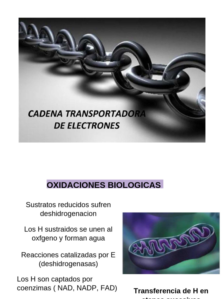 Cadena Respiratoria | PDF | Trifosfato de adenosina | Cadena de transporte de electrones