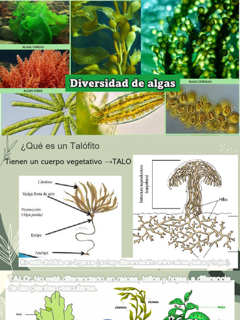 Diversidad y características de talófitos | PDF | Algas | Plantas
