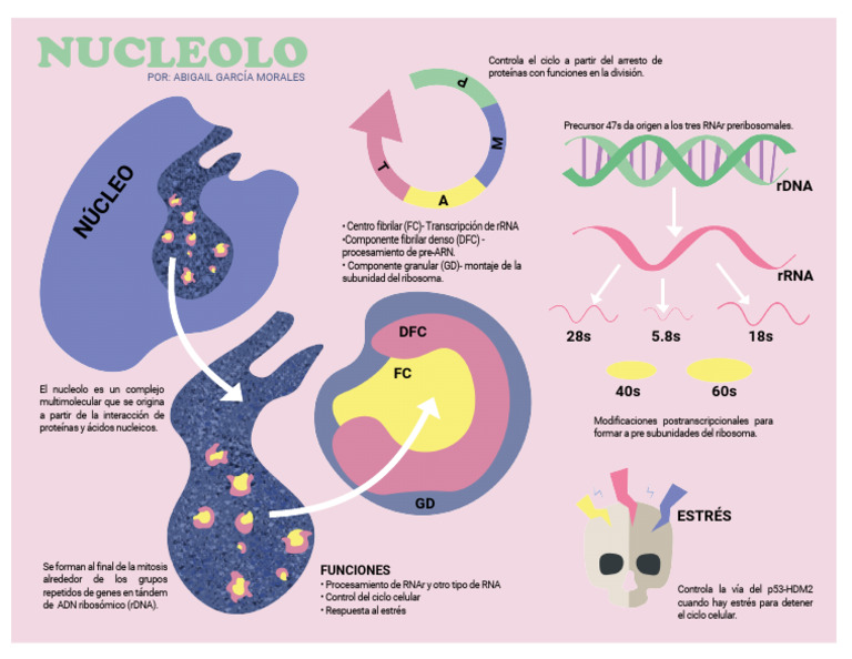 Funciones y Estructura del Nucleolo | PDF | Rna ribosomal | Ácidos ...