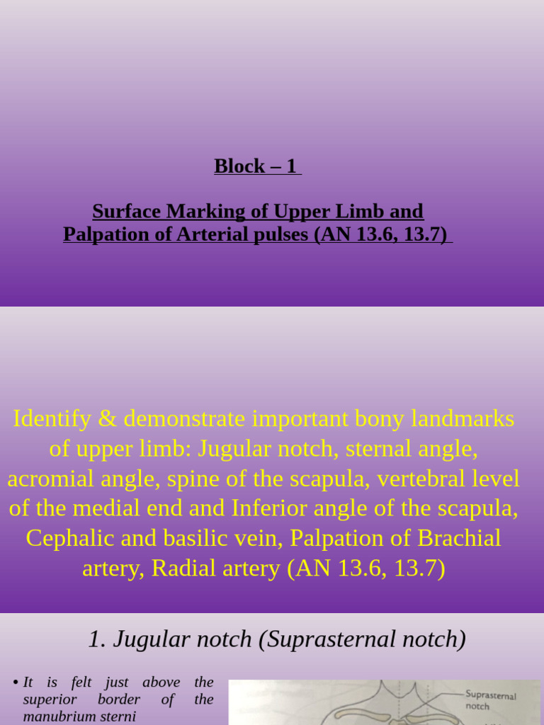 Surface Marking - Upper Limb | PDF | Vertebra | Elbow