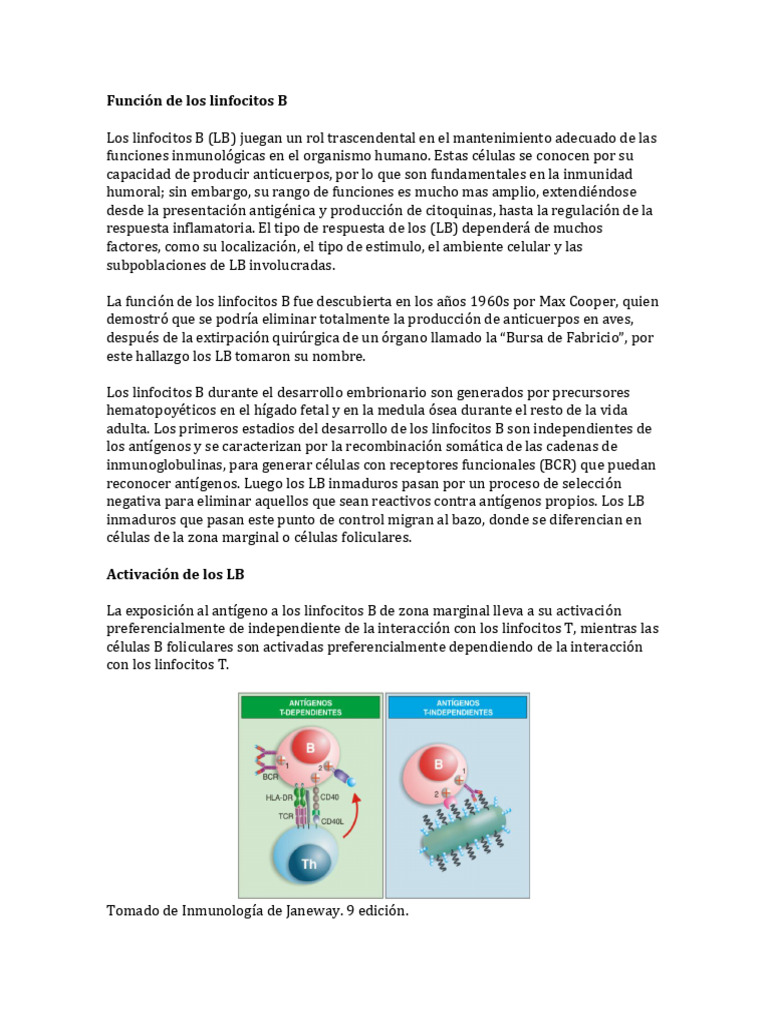 Funciones y Tipos de Linfocitos B | PDF | Anticuerpo | Célula B