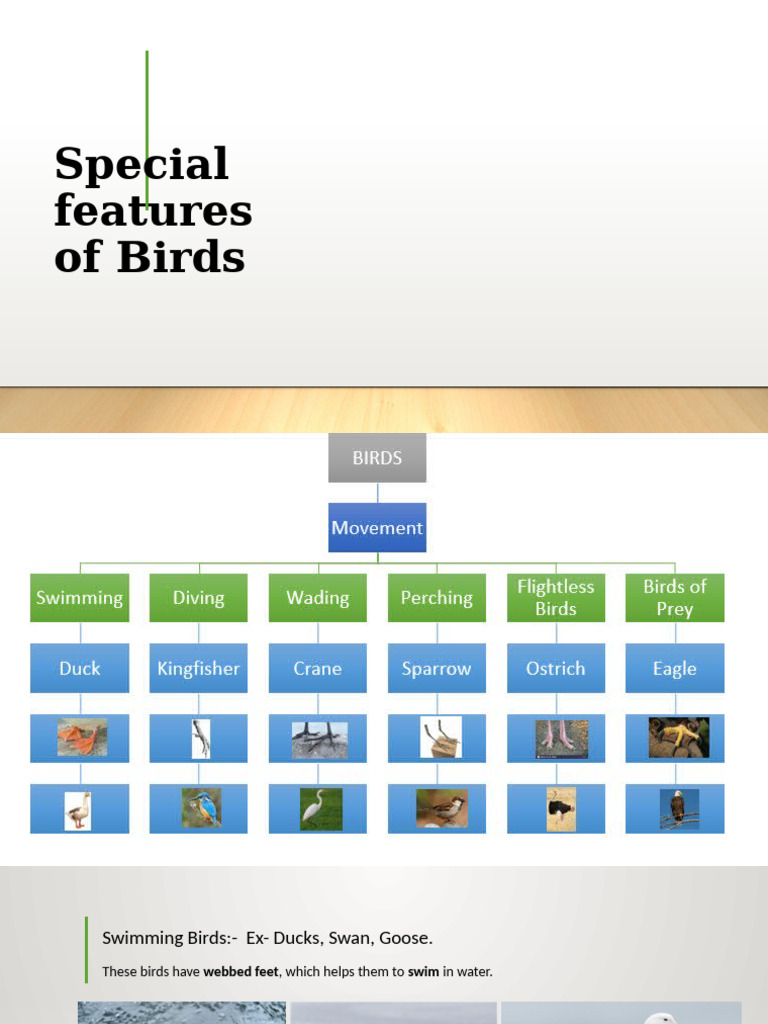 Grade+III+Scince+ +Special+Features+of+Birds | PDF