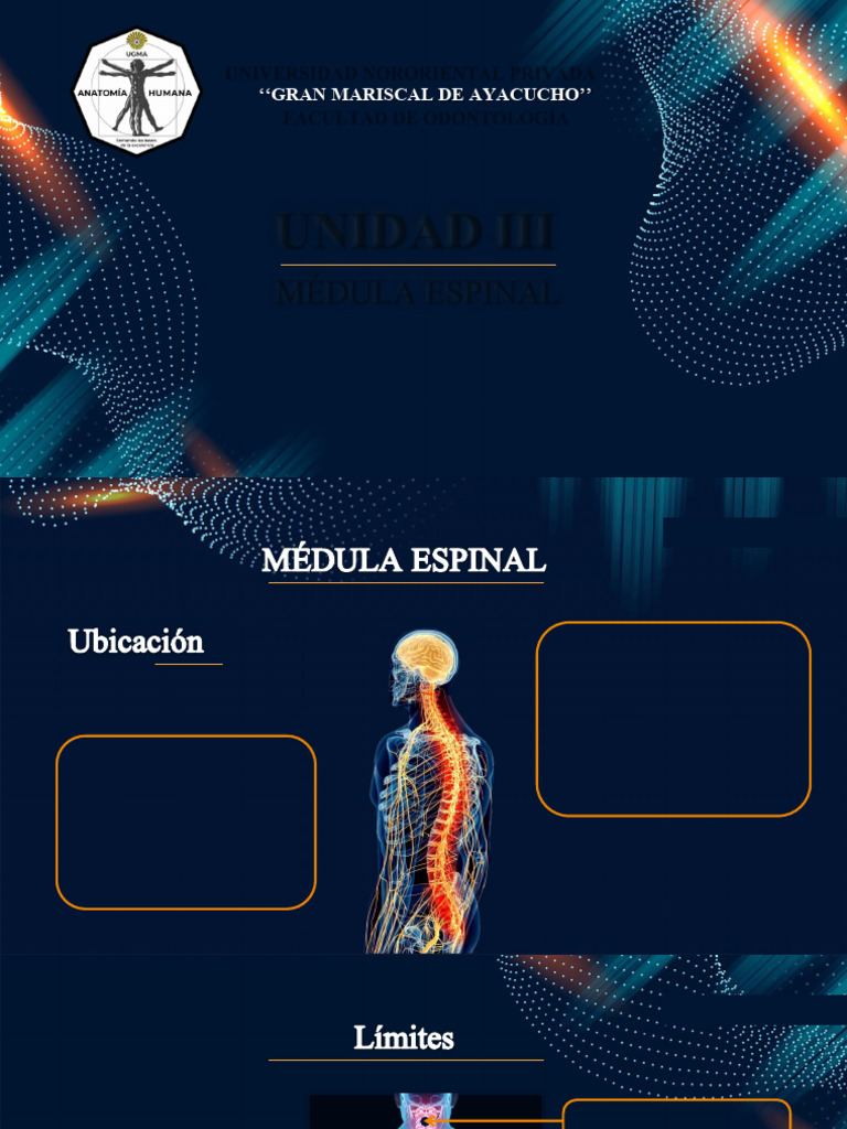 Anatomía de la Médula Espinal | PDF | Médula espinal | Sistema ...