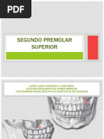 Segundo molar inferior | PDF | Ramas de Odontología | Boca
