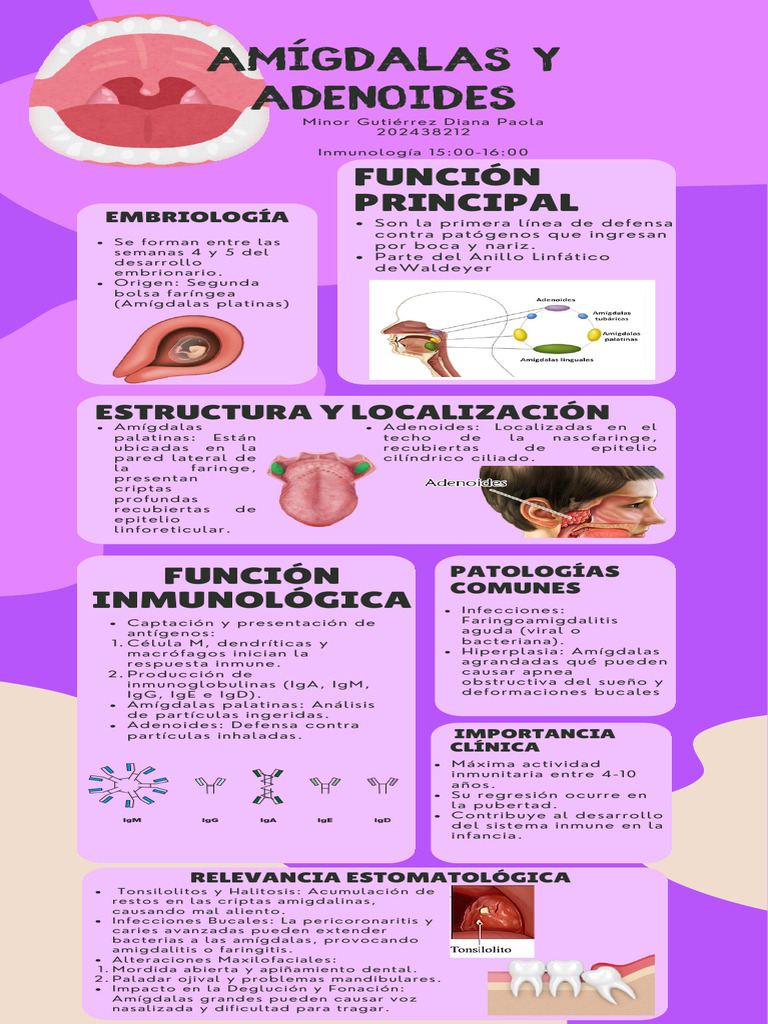 Amígdalas y Adenoides: Función y Patologías | PDF | Sistema inmune ...
