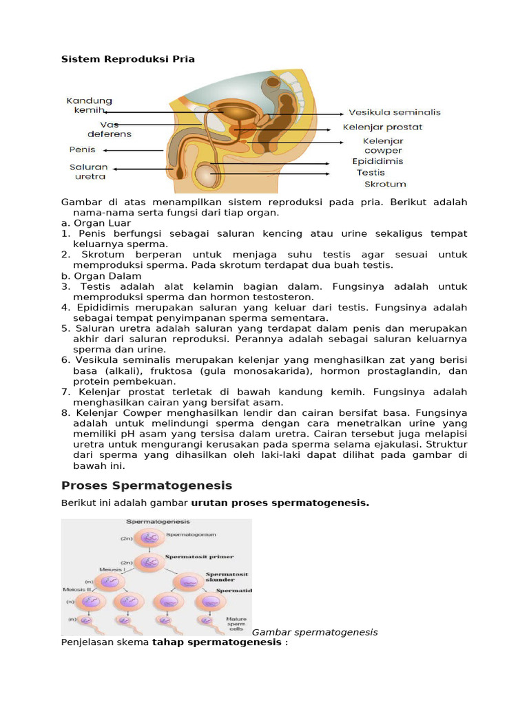 Proses dan Struktur Sistem Reproduksi Pria | PDF